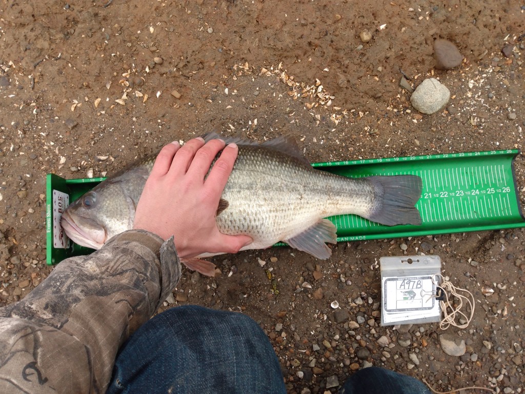 Everett Sheets Angler Profile