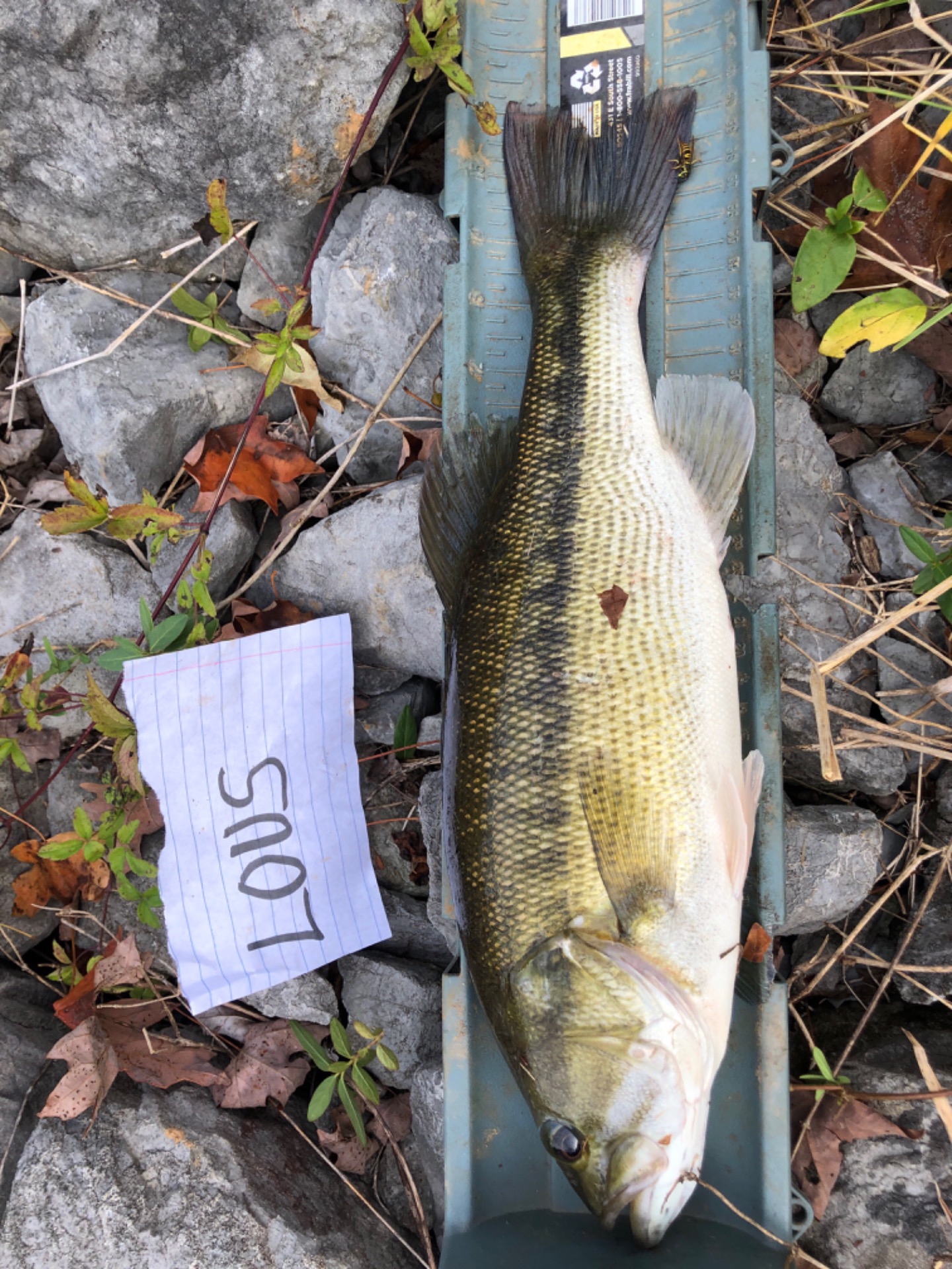 Anthony Bright Angler Profile