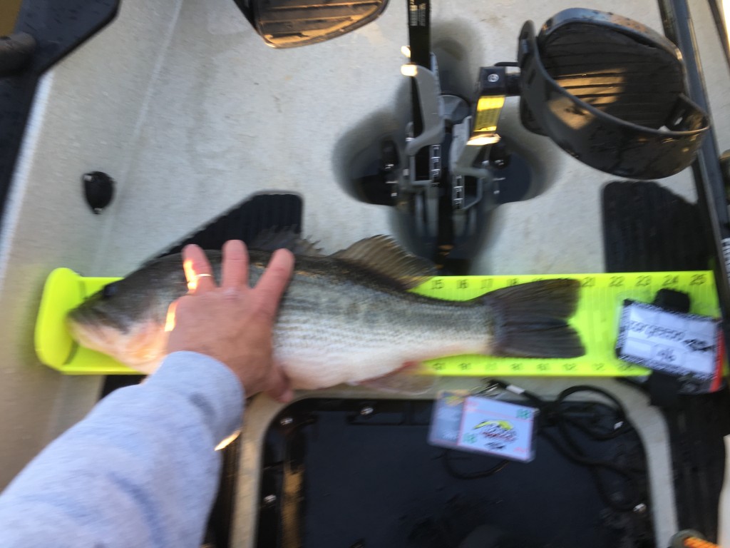 Mark Phillips Angler Profile