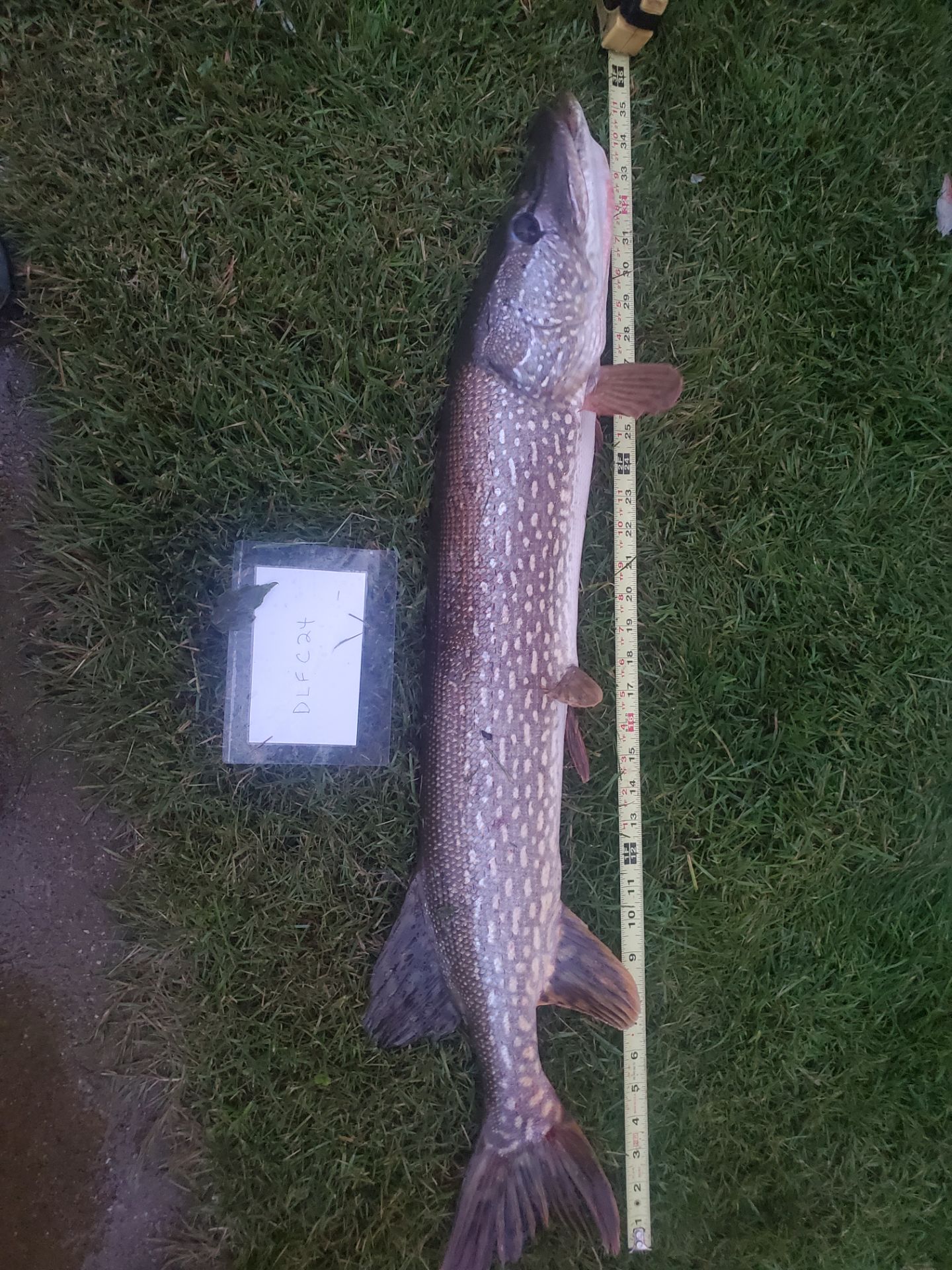 David Rea Angler Profile