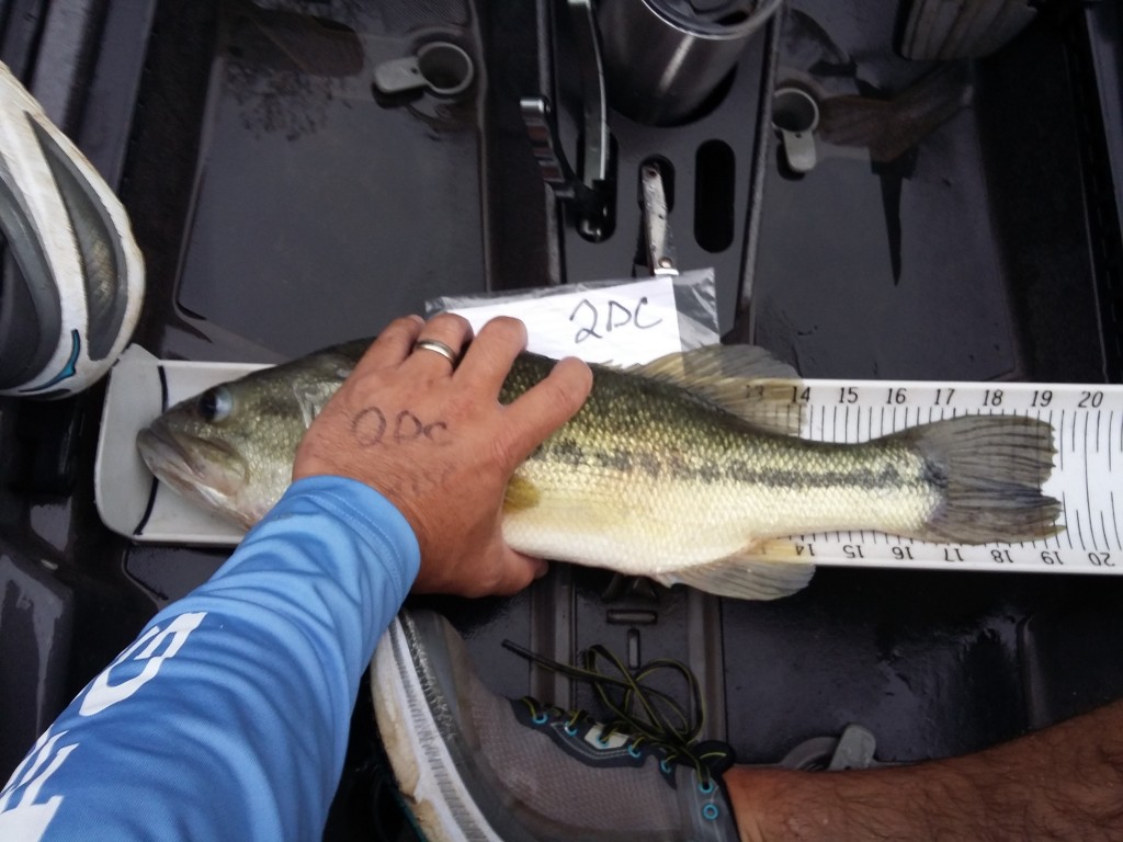 Shane Oakes Angler Profile