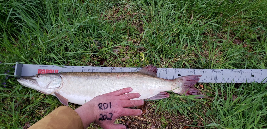 Mark Edwards Angler Profile